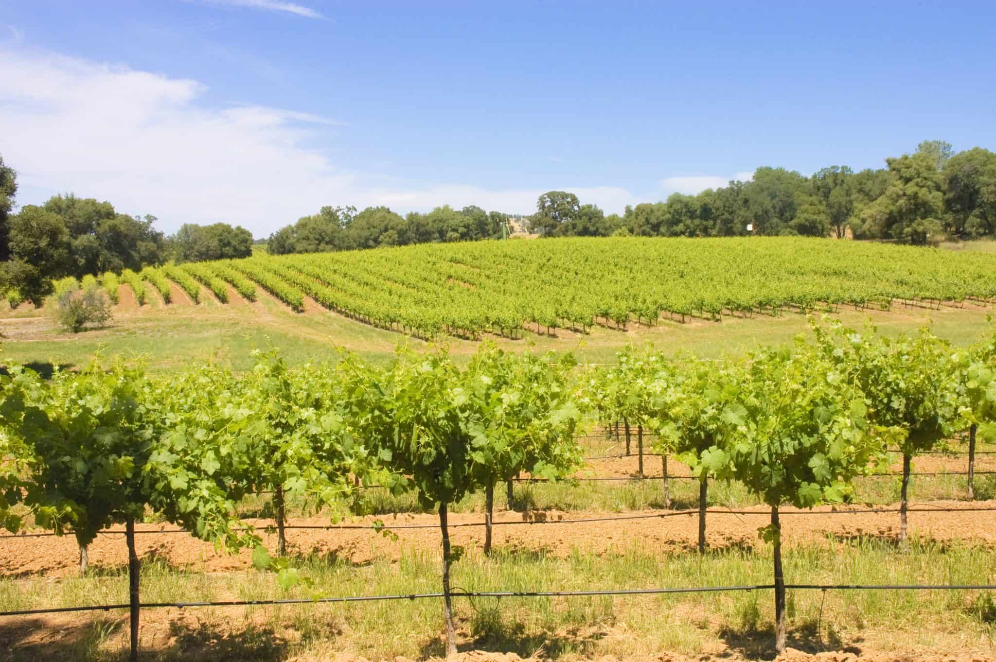 5 Best Virginia Wineries To Visit In Virginia Wine Country - Luxury ...